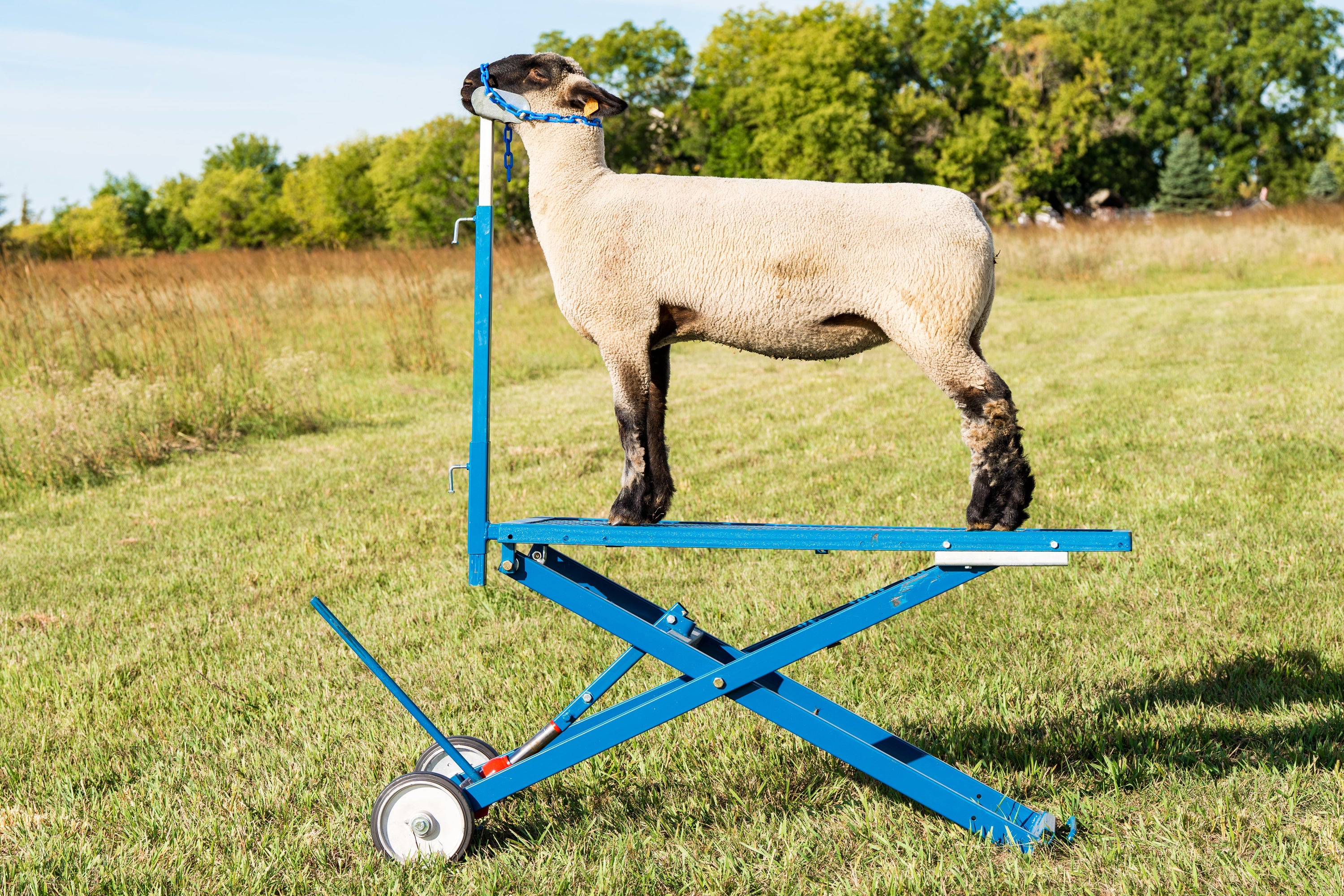 Sheep & Goat Show Equipment | Fitting Stands & Show Stands | Sydell ...