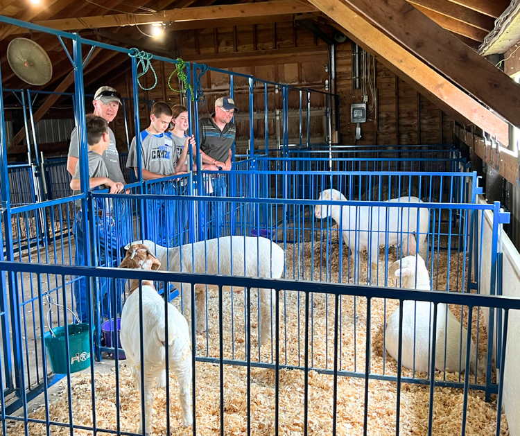 Sheep & Goat Show Equipment | Fitting Stands & Show Stands | Sydell ...