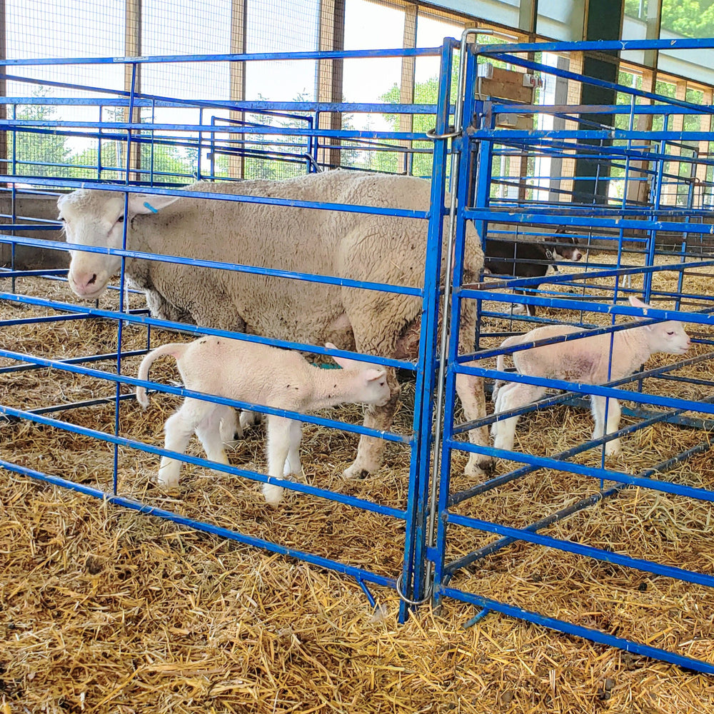 Lambing & Kidding Pens | Sheep & Goat Maternity Pens | Sydell – Sydell, Inc