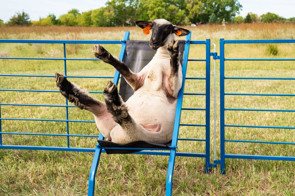 Sheep Chair SS0610 Sydell Inc sheep-chair-ss0610-sydell-inc