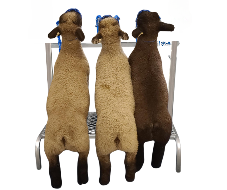 Showman's Best Fold and Go Show | Sheep & Goat Show Equipment | Sydell ...
